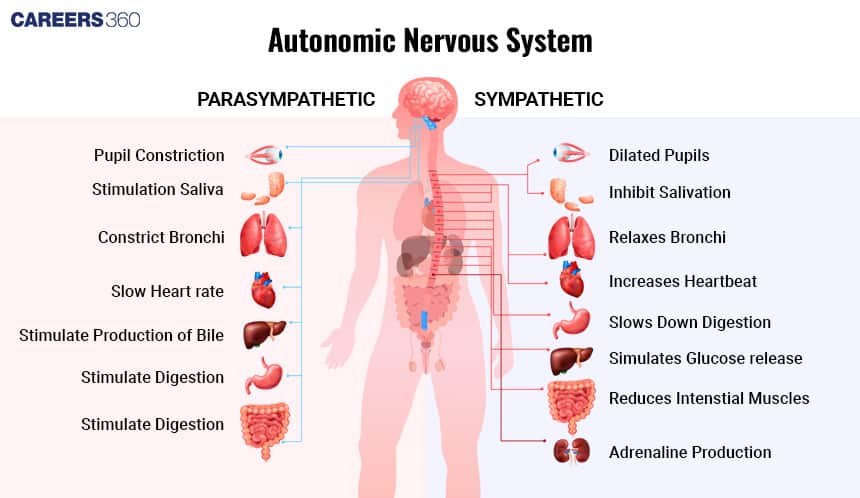 Autonomic Nervous System Anatomy Function And Disorders
